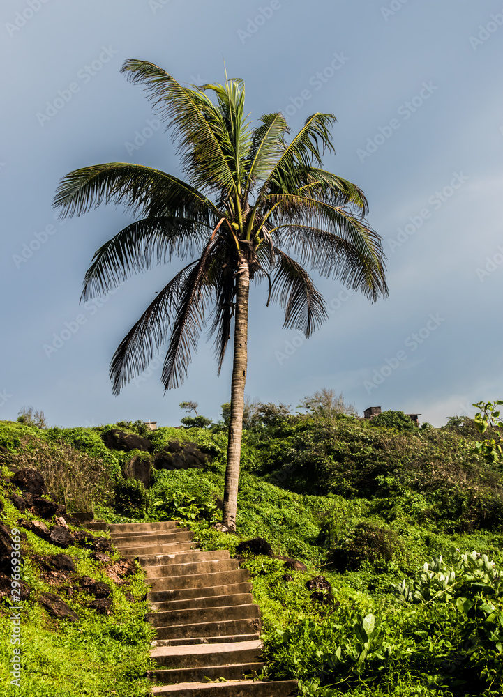 Coconut tree on some elevation from one of the exotic beaches of Goa ...