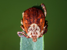 Tick in Close-up Free Stock Photo - Public Domain Pictures