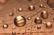 Insect Wing Structure Free Stock Photo - Public Domain Pictures