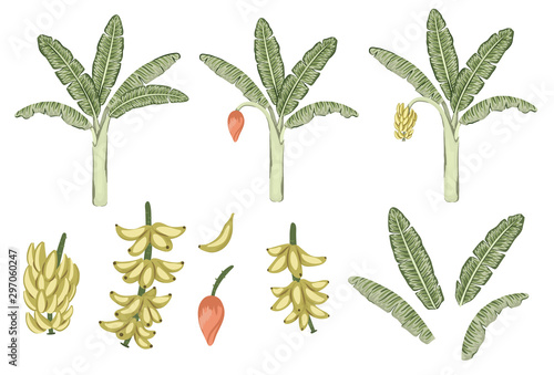 Vector tropical banana tree and fruit clip art. Jungle foliage ...