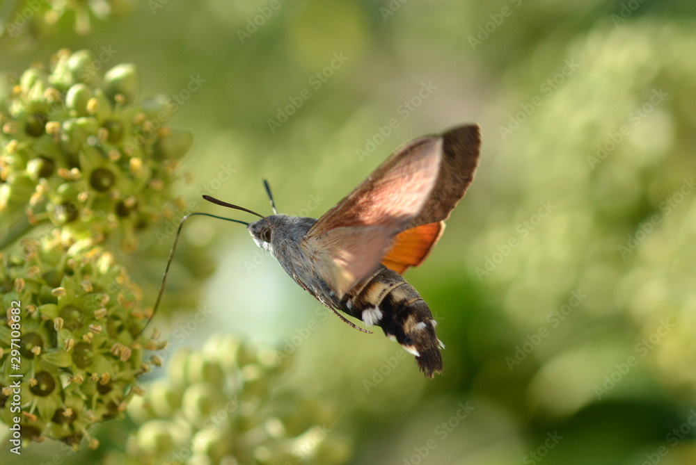 France, région méditerranéenne, le sphinx colibri est un papillon velu ...