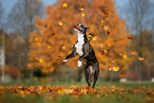 Happy Dogs Playing In Fall Leaves Free Stock Photo - Public Domain Pictures