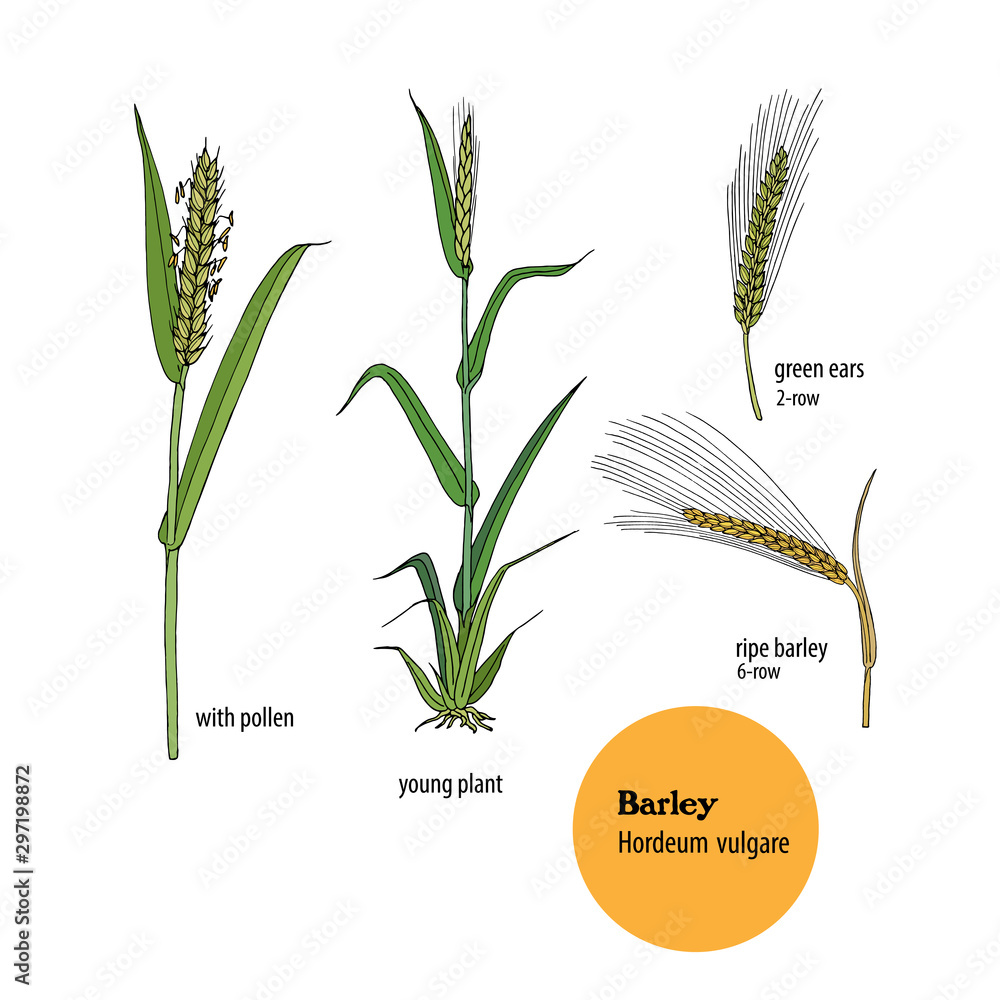 Hand drawing of Barley plant, Hordeum vulgare, set for forage and ...