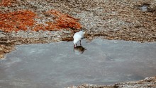 Thirsty Seagull #2 Free Stock Photo - Public Domain Pictures