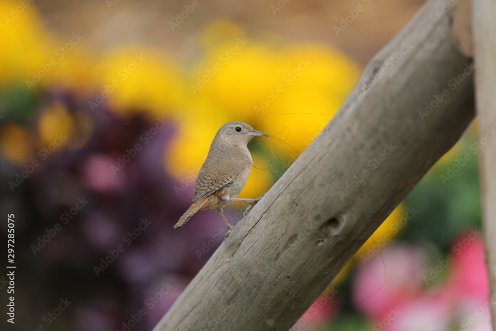 aves varias Stock Photo | Adobe Stock