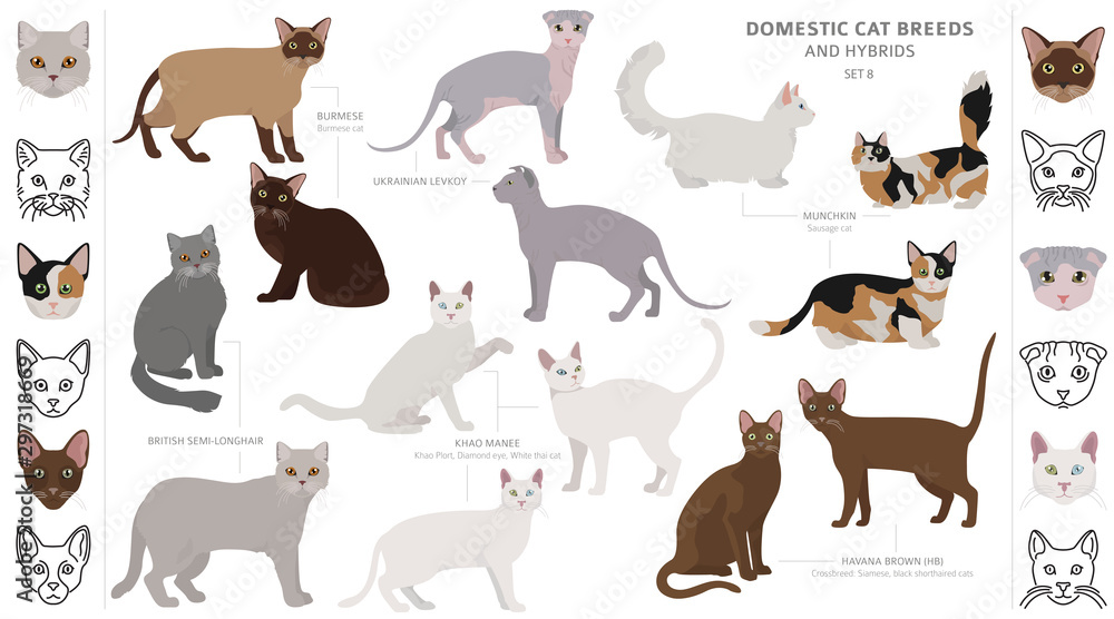 Domestic cat breeds and hybrids collection isolated on white. Flat ...