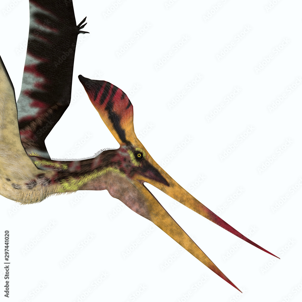 Pteranodon longiceps Head - Pteranodon was a carnivorous Pterosaur bird ...