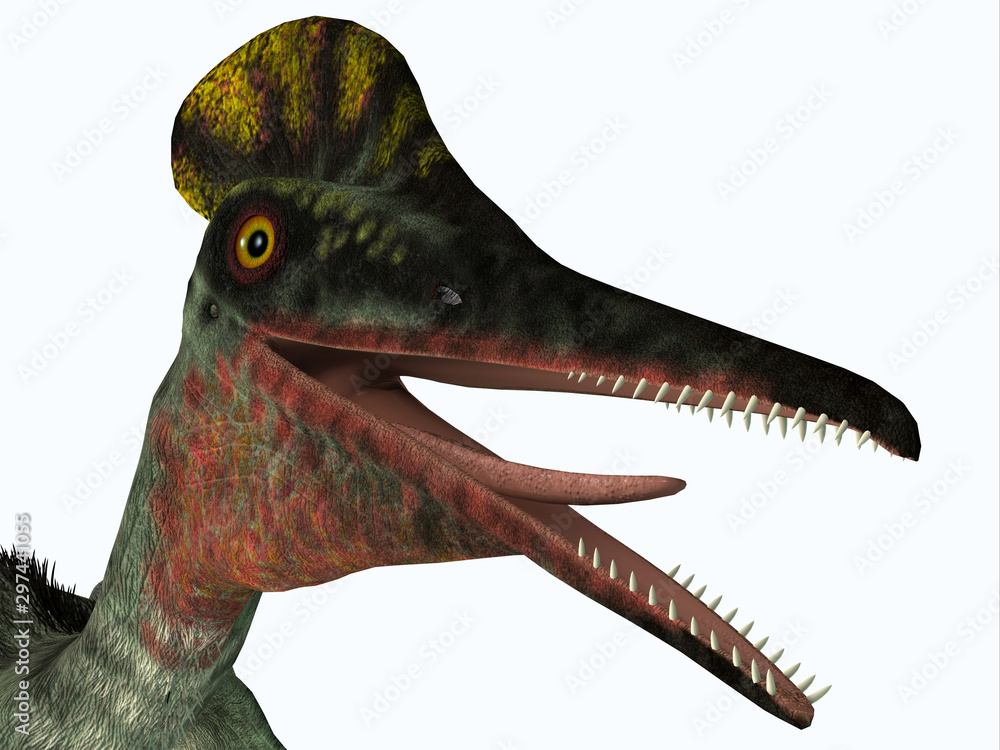 Stock-Illustration „Pterodactylus Pterosaur Head - Pterodactylus was a ...