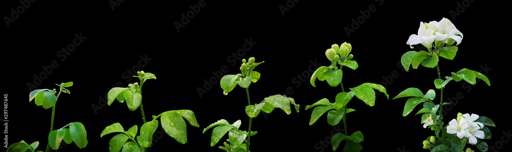5 step vegetative for Andaman satinwood, Chanese box tree, Cosmetic ...