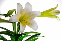 Easter Lily Close-up Free Stock Photo - Public Domain Pictures