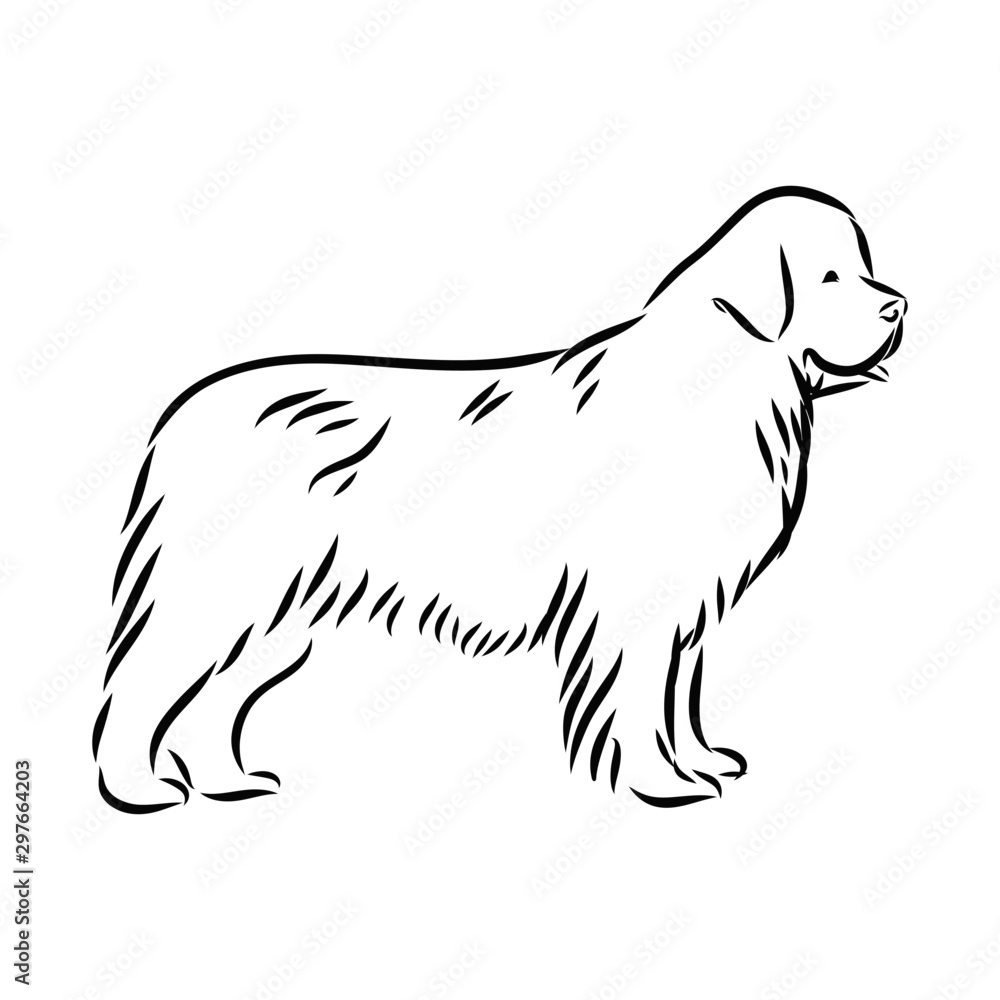 illustration of a dog, Newfoundland dog sketch, contour vector ...