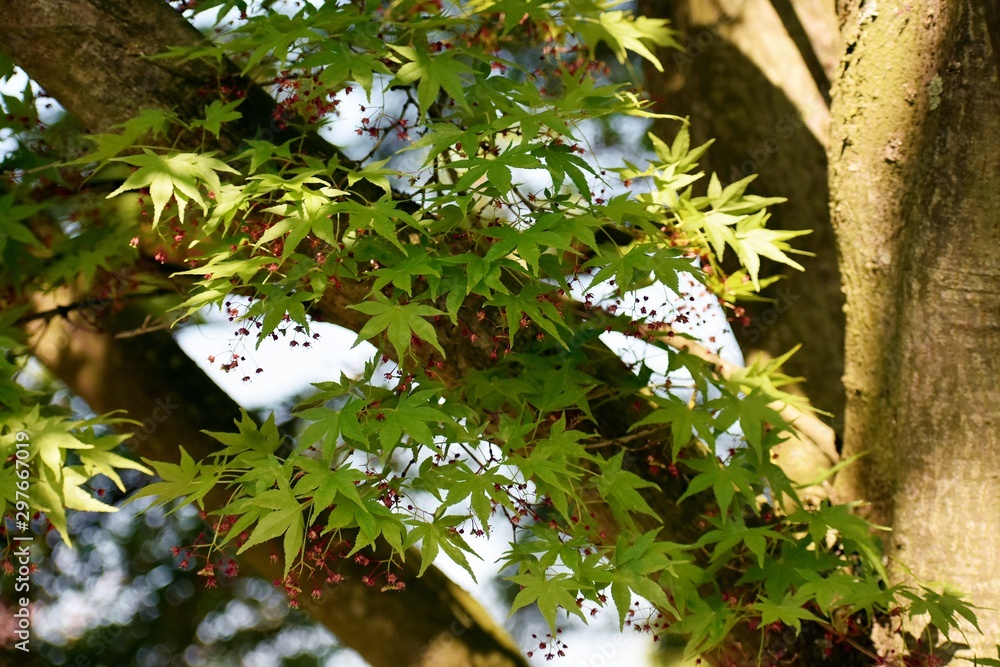 Tree branches of Acer palmatum Sango-Kaku, commonly known as Red ...