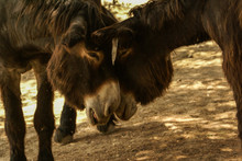 Donkeys In Love Free Stock Photo - Public Domain Pictures