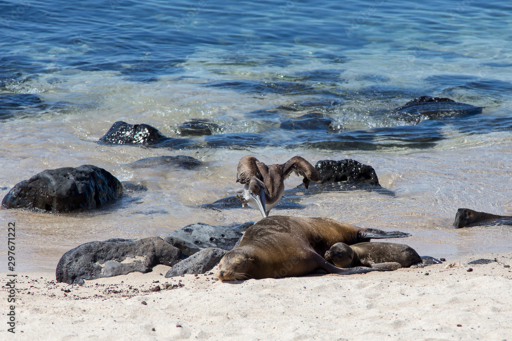 Juvenile blue-footed booby landing on rock next to Galapagos sea lion ...