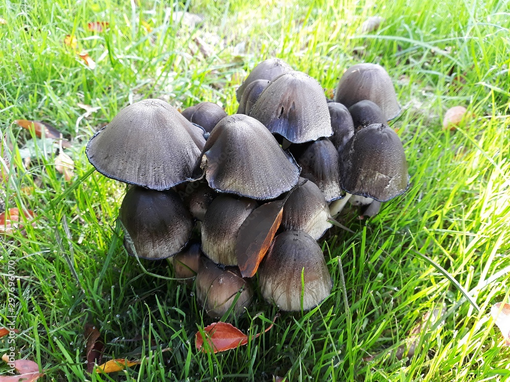 Edible mushrooms Coprinopsis atramentaria, commonly known as the common ...