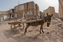 Donkeys Pulling A Donkey Cart Free Stock Photo - Public Domain Pictures
