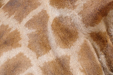 Giraffe Skin Texture Free Stock Photo - Public Domain Pictures