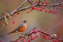 American Robin Free Stock Photo - Public Domain Pictures