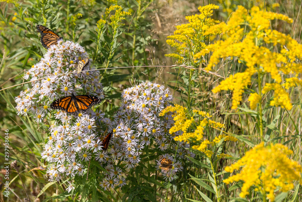 monarch butterfly mustard seed plant pollinate Stock Photo | Adobe Stock