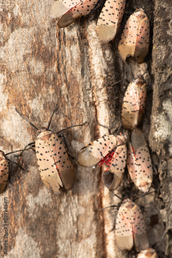 Spotted lanternfly (Lycorma delicatula). Invasive species in ...