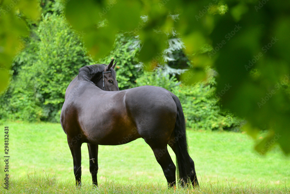 Dark bay horse in the field looking backwards with leaves of a tree in ...