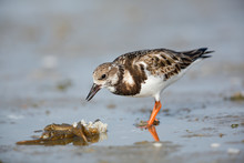 Ruddy Turnstone Birds Free Stock Photo - Public Domain Pictures