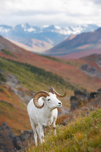Dall Sheep Free Stock Photo - Public Domain Pictures