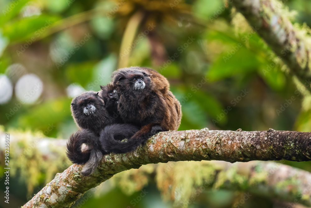 Graells's Black-mantle Tamarin- Saguinus nigricollis graellsi, shy tiny ...