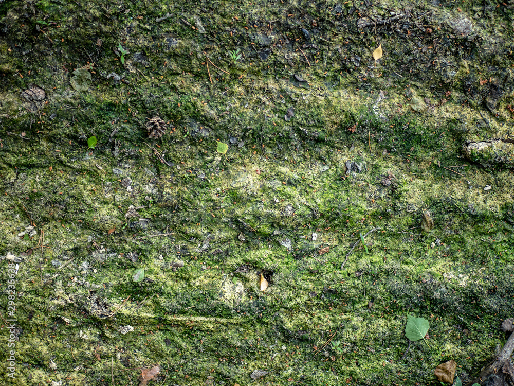 Texture of moss ground, green silt on shore の Stock フォト | Adobe Stock