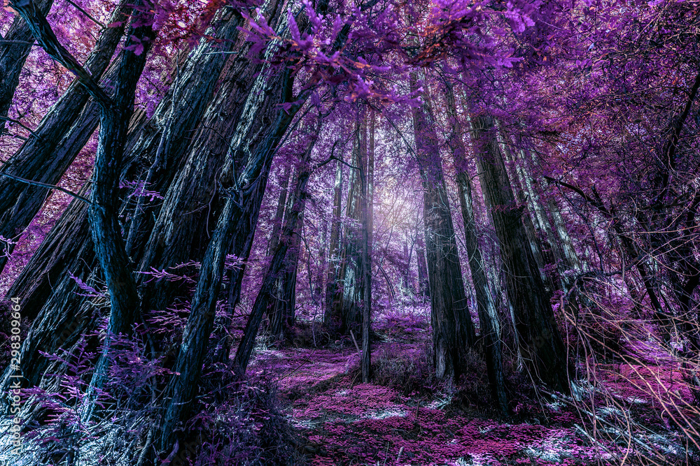 Mystical dark and purple forest path. Stock Photo | Adobe Stock