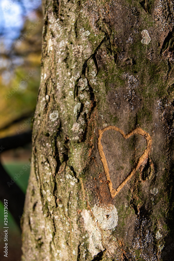 Foto de Stock Symbolbild Liebe Herz in Baum eingeritzt | Adobe Stock