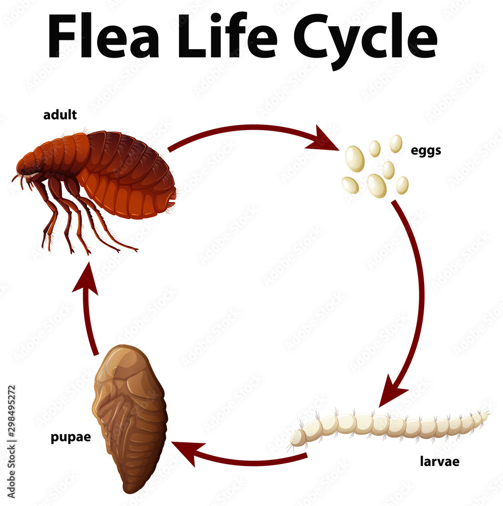 Diagram showing life cycle of flea Stock Vector | Adobe Stock