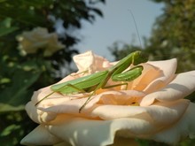 Angry Mantis Free Stock Photo - Public Domain Pictures