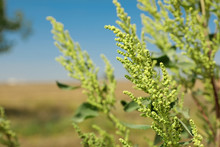 Ragweed Free Stock Photo - Public Domain Pictures