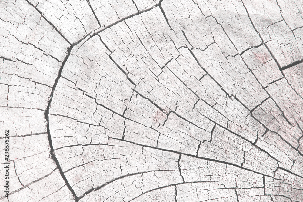 Natural wood texture cross section rings with line cracked patterns of ...