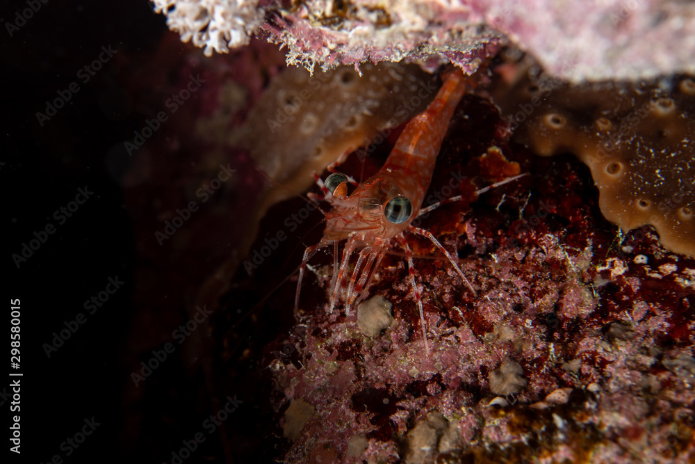 Reticulated Hinge-Beak Shrimp/green-eye dancing shrimp (Cinetorhynchus ...