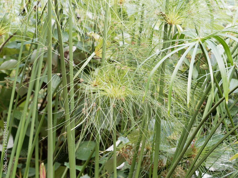 Photo Stock (Cyperus papyrus) Papyrus du nil ou jonc du Nil aux longues ...