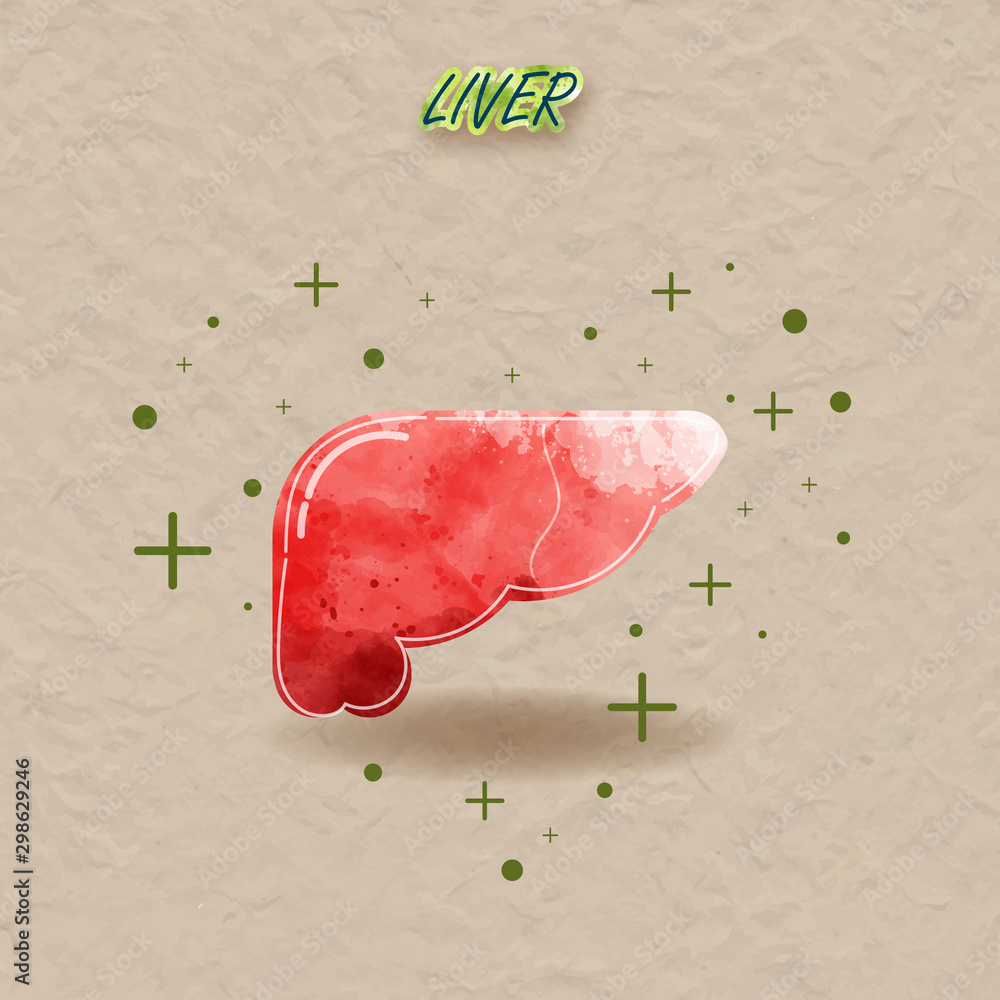 Human liver water brush style. Water brush liver on paper texture ...