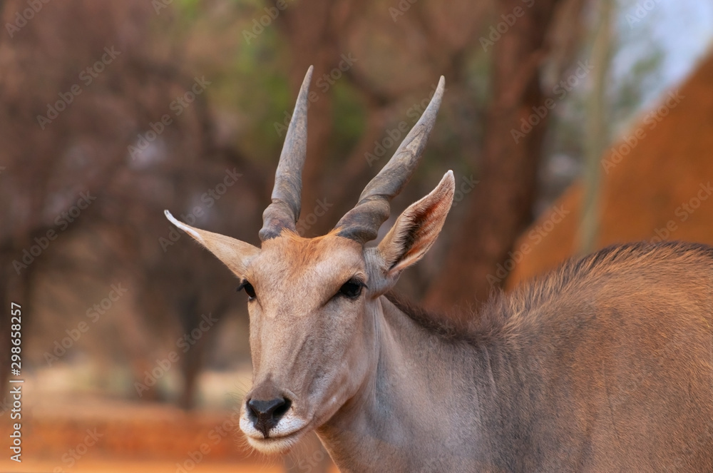 Beautiful Images of African largest Antelope. Wild african Eland ...