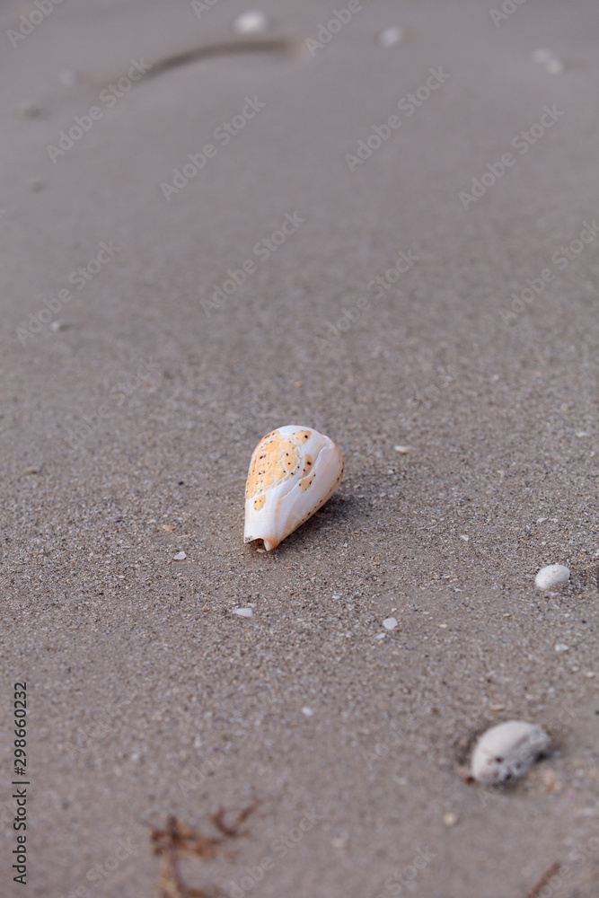 Turtle carved into a Lettered cone snail Conus litteratus Stock Photo ...