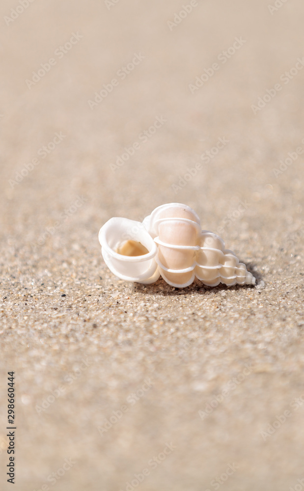 Precious Wentletrap Epitonium scalare shell Stock Photo | Adobe Stock
