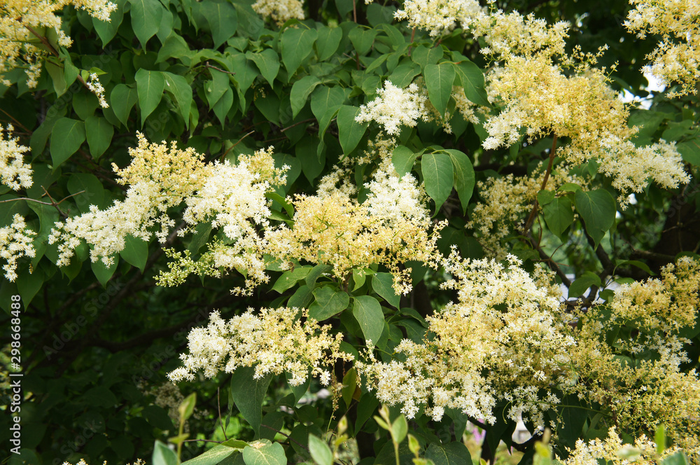 Foto de Stock Syringa reticulata japanese tree lilac blooming plant ...