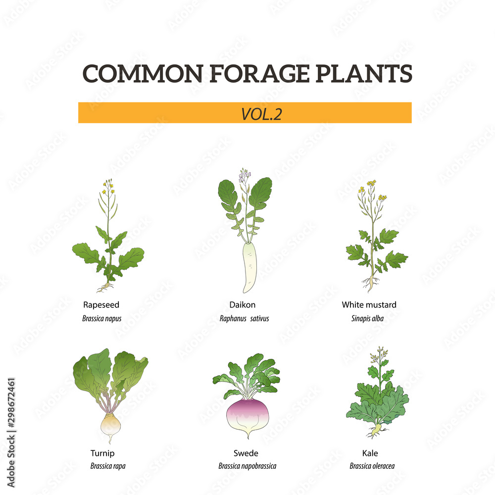 Big set of common forage plants, Vol 2, hand drawn illustration of ...