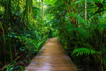 Tropical Path Free Stock Photo - Public Domain Pictures