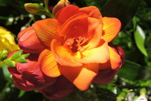 Orange Freesia Flower Close-up Free Stock Photo - Public Domain Pictures