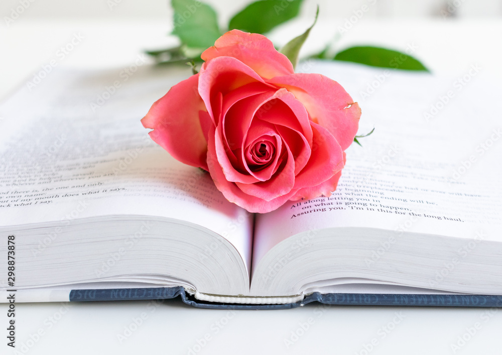 Pink rose on open Bible. Close-up on white background Stock Photo ...