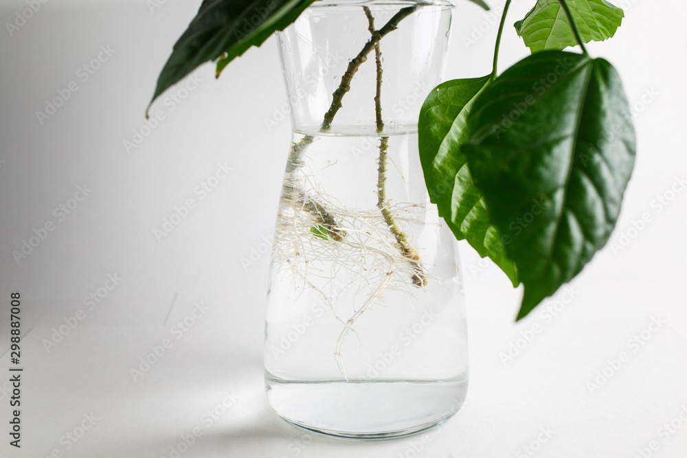 green sprout of a Chinese rose or hibiscus takes root in water in a ...