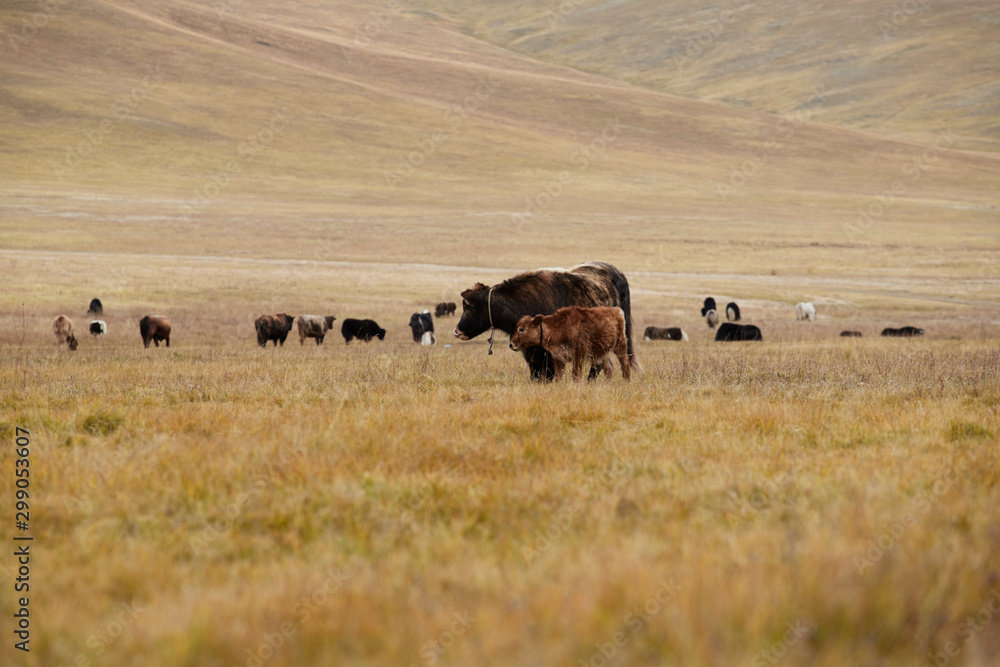 The pet in Mongolia is the yak sarlag (Bos mutus). A herd of yaks in a ...