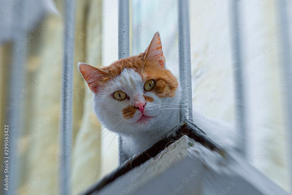 Foto Cat peeks through the railings of a balcony in Italy - Gatto ...