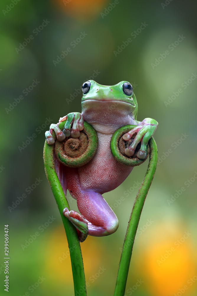 Australian white tree frog on leaves, dumpy frog on branch, animal ...
